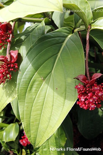 NParks | Medinilla miniata
