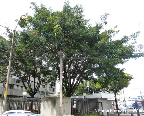 NParks | Cojoba arborea