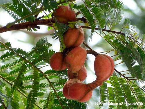 NParks | Cojoba arborea
