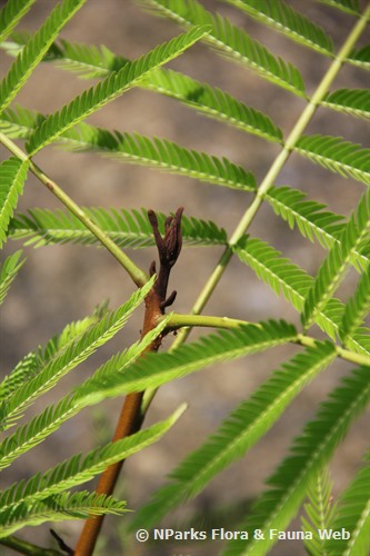 NParks | Cojoba arborea