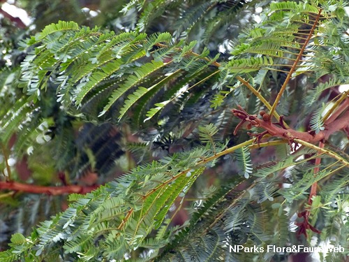NParks | Cojoba arborea