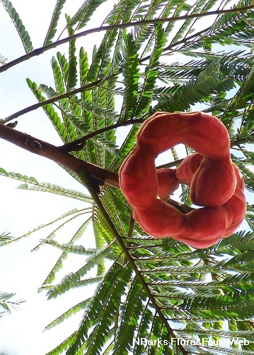 NParks | Cojoba arborea