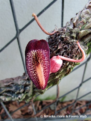 NParks | Aristolochia leuconeura