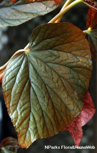 NParks | Begonia sp U508