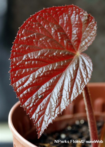 NParks | Begonia sp U508