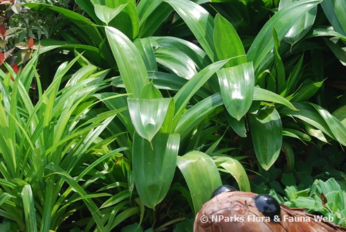 NParks | Pandanus dubius