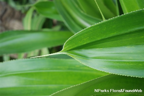 NParks | Pandanus dubius