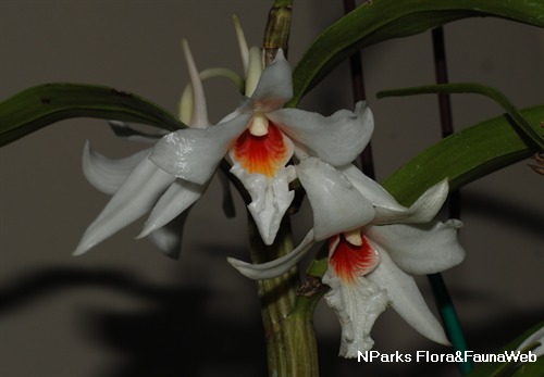 NParks | Dendrobium draconis