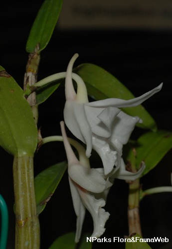 NParks | Dendrobium draconis