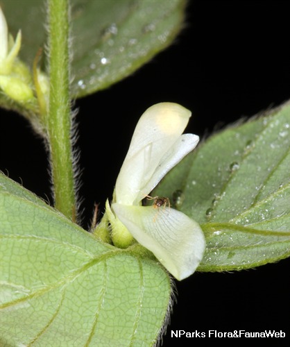 NParks | Phyllodium pulchellum