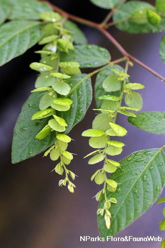 NParks | Phyllodium pulchellum