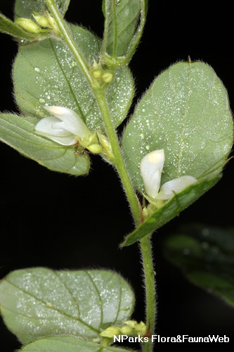 NParks | Phyllodium pulchellum