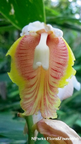 NParks | Alpinia hainanensis