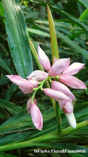 NParks | Alpinia hainanensis