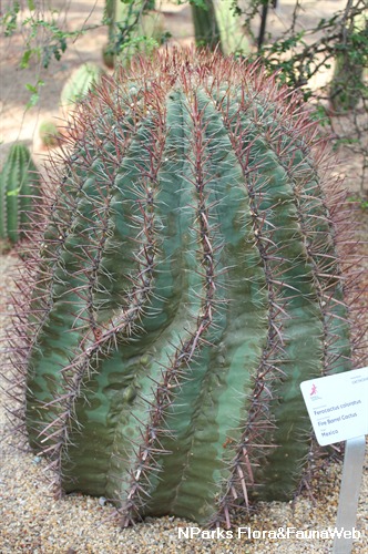 NParks | Ferocactus glaucescens