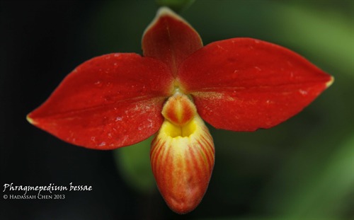 NParks | Phragmipedium besseae