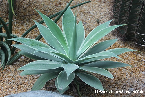 NParks | Agave attenuata 'Silver Trim'