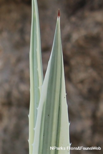 NParks | Agave americana 'Australian Opal'