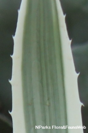 NParks | Agave americana 'Australian Opal'