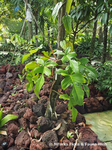 NParks | Philodendron squamiferum