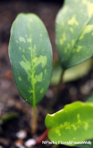 NParks | Piptospatha ridleyi