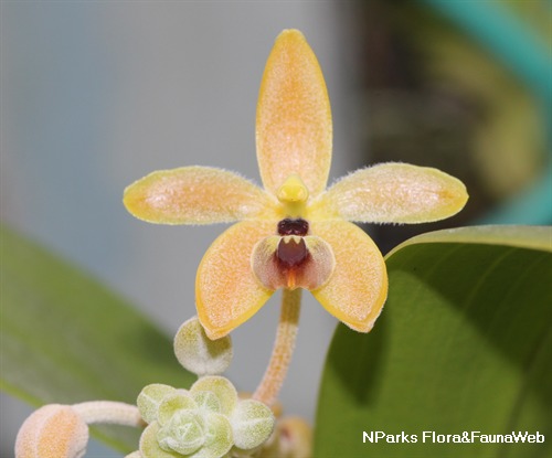 NParks | Callostylis pulchella