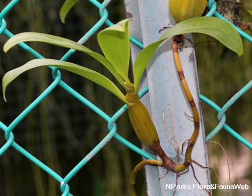 NParks | Callostylis pulchella