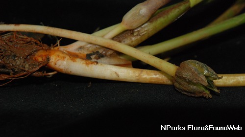 NParks | Cryptocoryne pontederiifolia