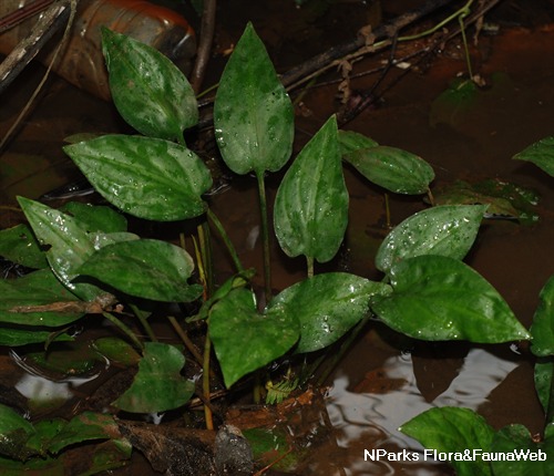NParks | Cryptocoryne pontederiifolia