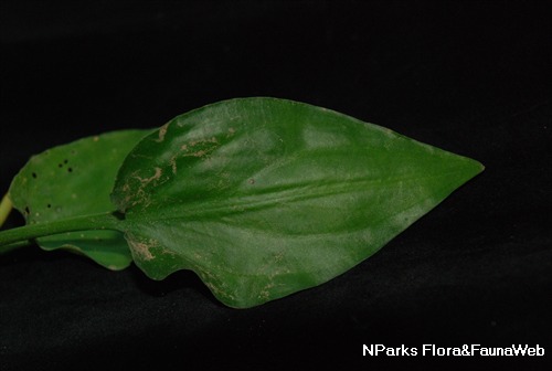 NParks | Cryptocoryne pontederiifolia