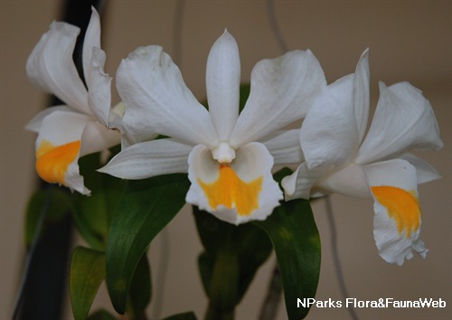NParks | Dendrobium formosum
