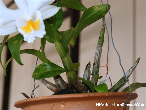 NParks | Dendrobium formosum