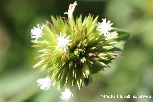 NParks | Elephantopus tomentosus