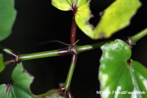 NParks | Begonia isoptera