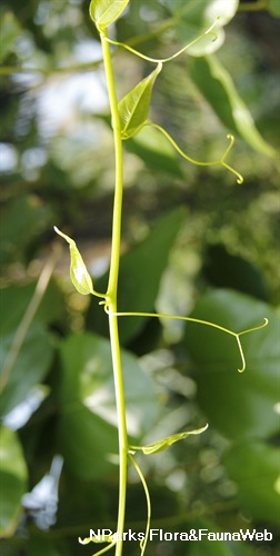 NParks | Alsomitra macrocarpa