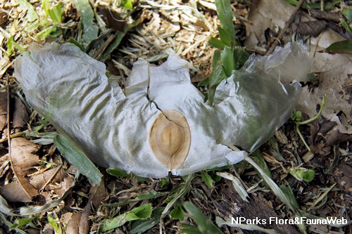 NParks | Alsomitra macrocarpa