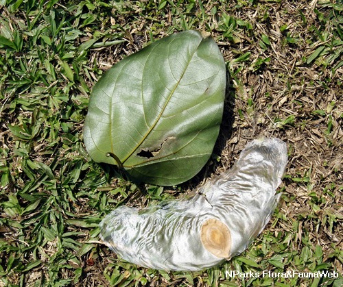 NParks | Alsomitra macrocarpa