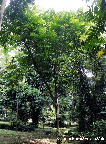 NParks | Dysoxylum alliaceum