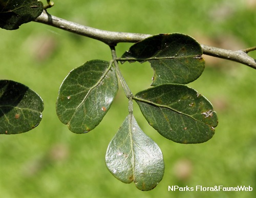 NParks | Limonia acidissima