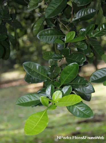 NParks | Swinglea glutinosa