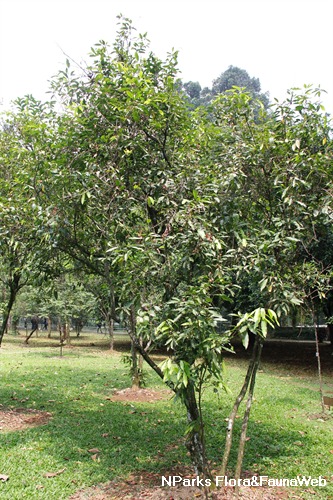 NParks | Glycosmis parviflora