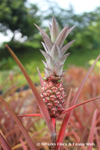 NParks | Ananas