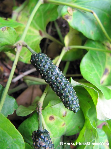 NParks | Piper aduncum