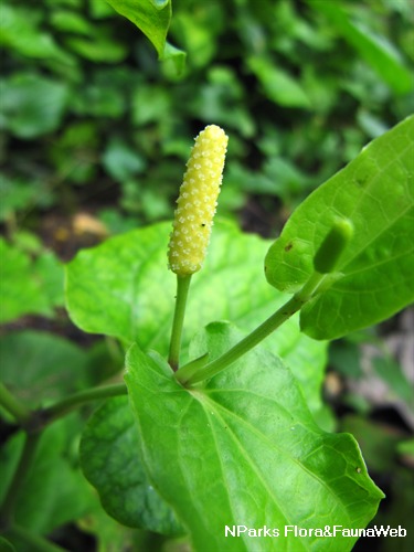 NParks | Piper longum