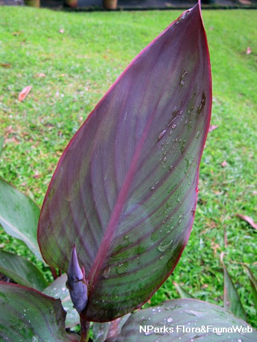 NParks | Canna indica (Edible Canna)