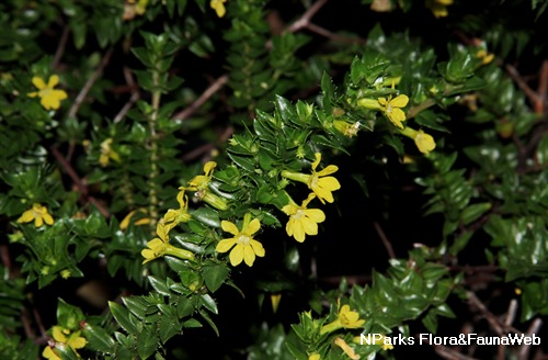 NParks | Cuphea 'Mellow Yellow'