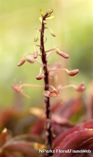 NParks | Crepidium metallicum