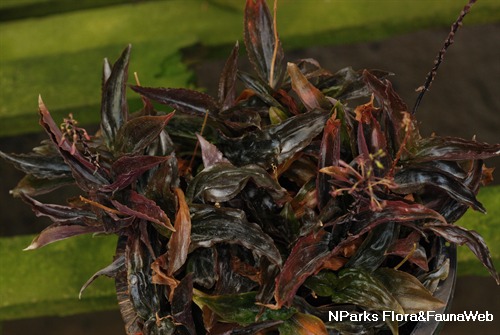 NParks | Crepidium metallicum
