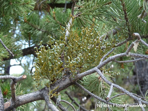NParks | Dillenia suffruticosa
