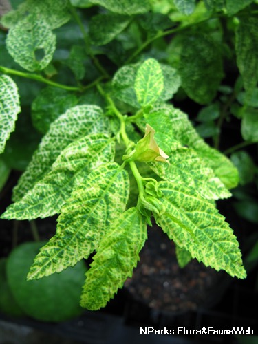 NParks | Sida acuta (Variegated Leaf)